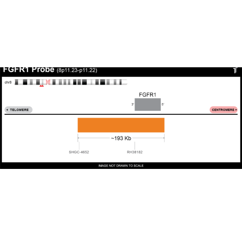 FGFR1/Con 8 FISH Probe - Resnova